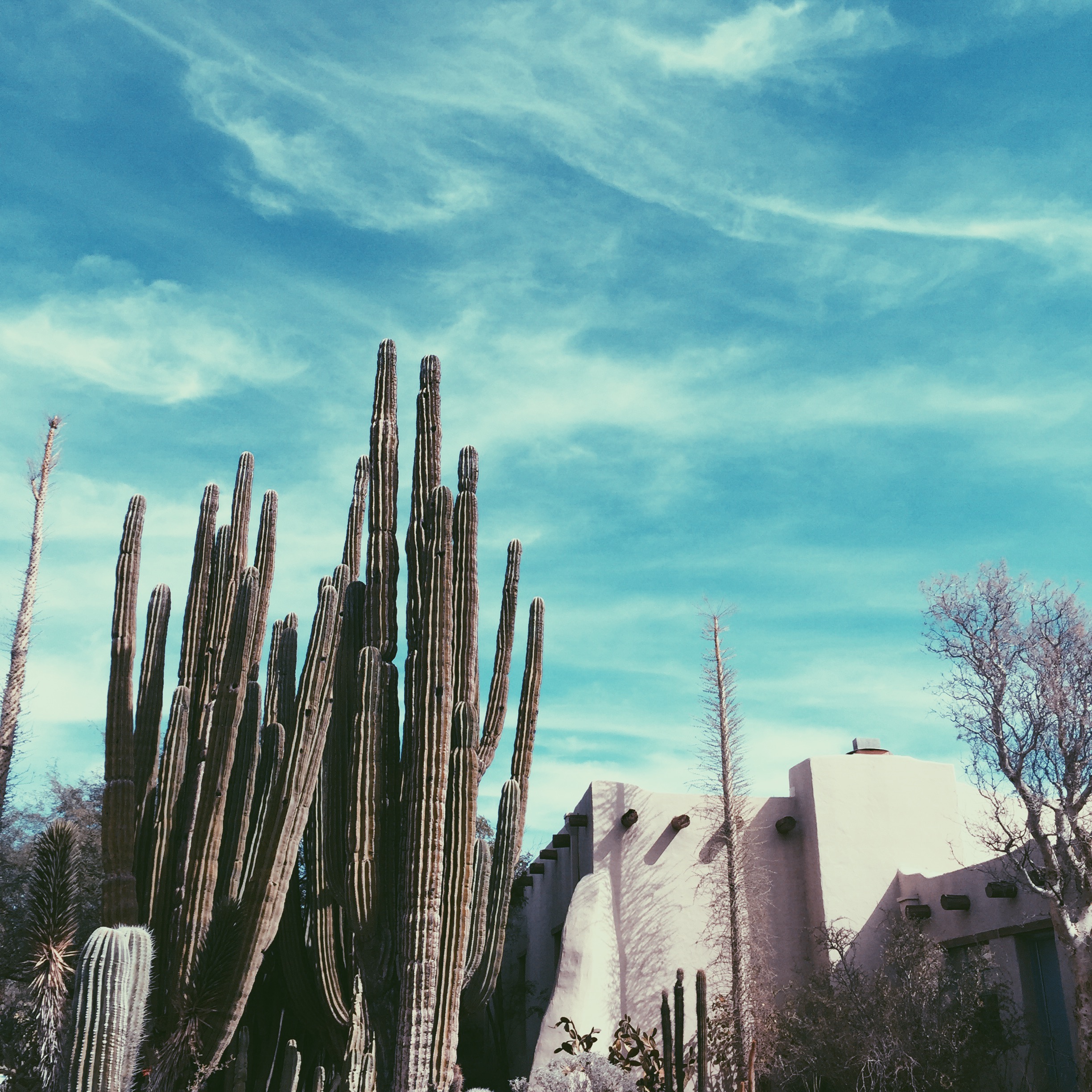 Artistic Ofrendas: Remembering the Dead Through Art – Trish Lundy